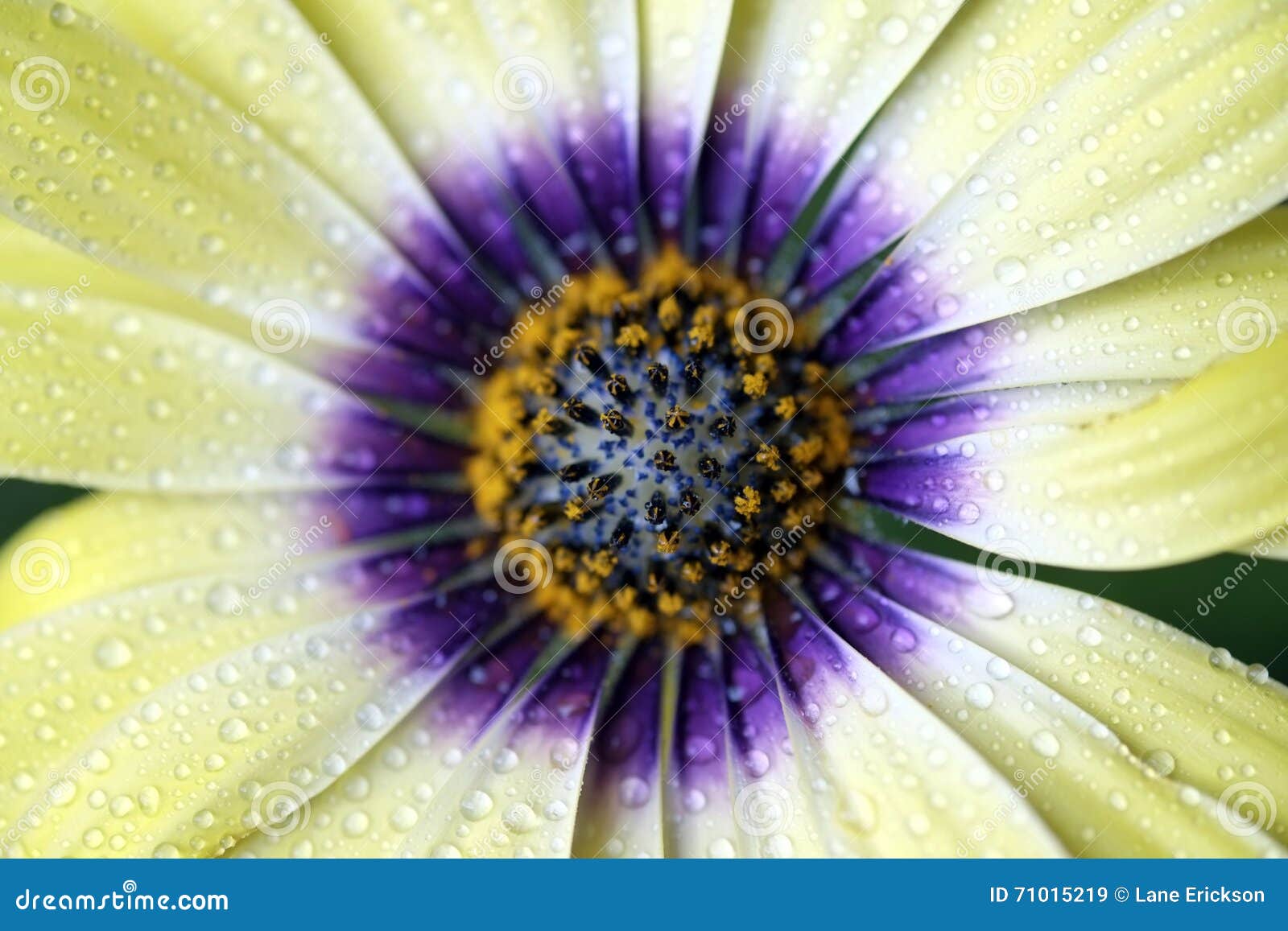 Fresh Spring Flowers Dripping Wet with Freshness Stock Image - Image of ...
