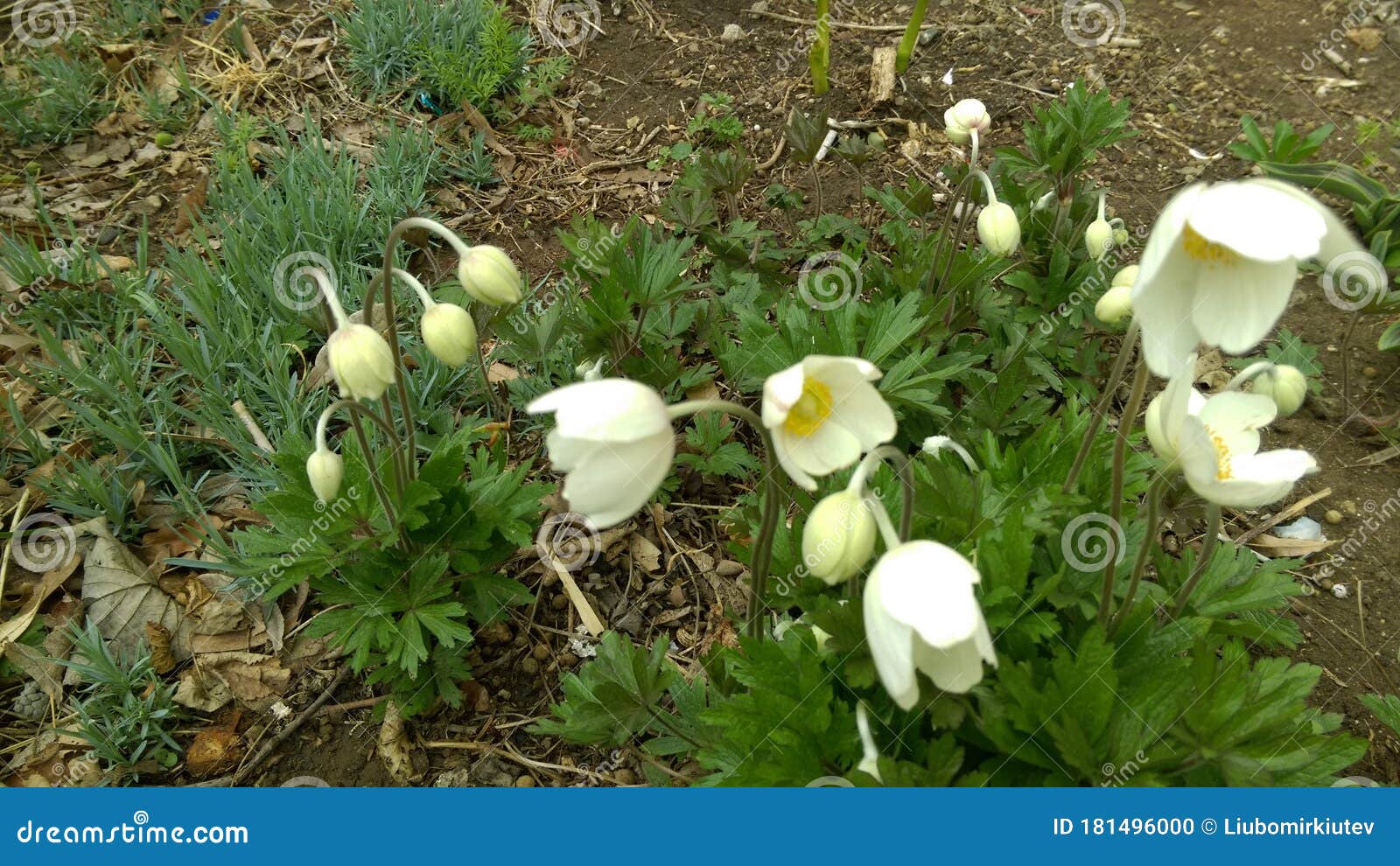 Fresh Spring Flowers and Plants in Garden Stock Photo - Image of beauty ...