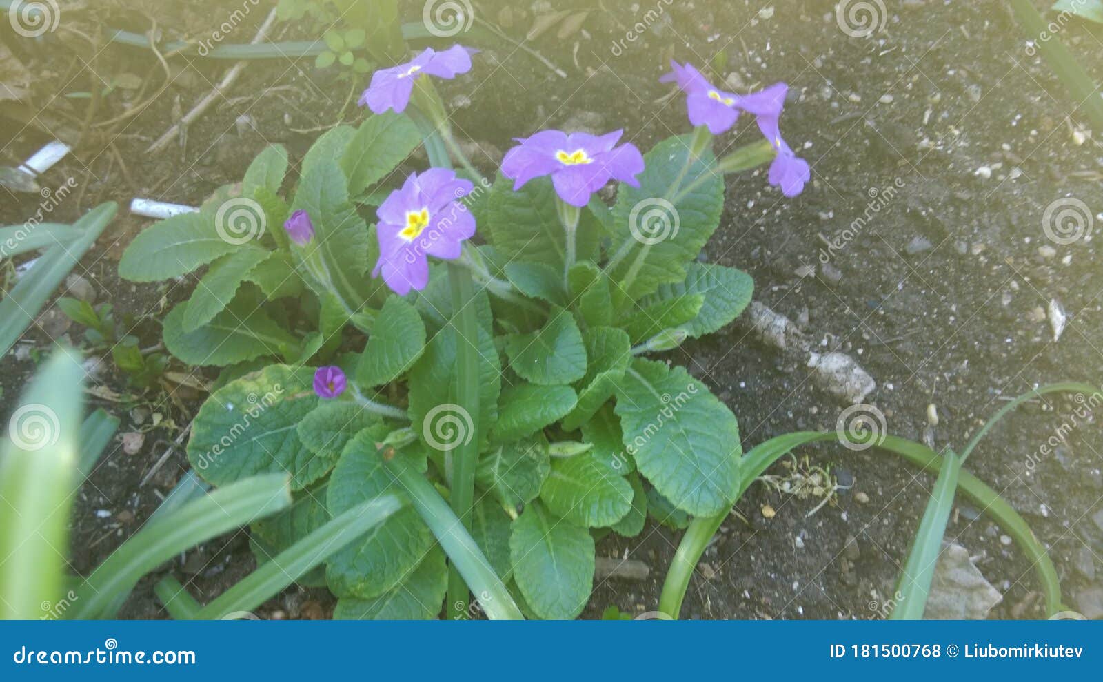 Fresh Spring Flowers and Plants in Garden Stock Photo - Image of floral ...