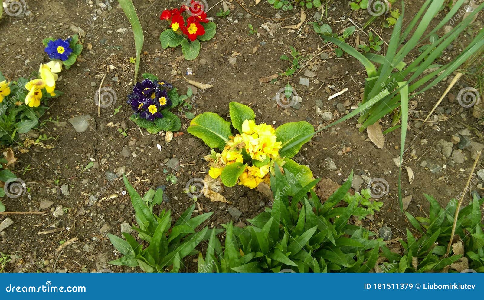 Fresh Spring Flowers and Plants in Garden Stock Image - Image of ...