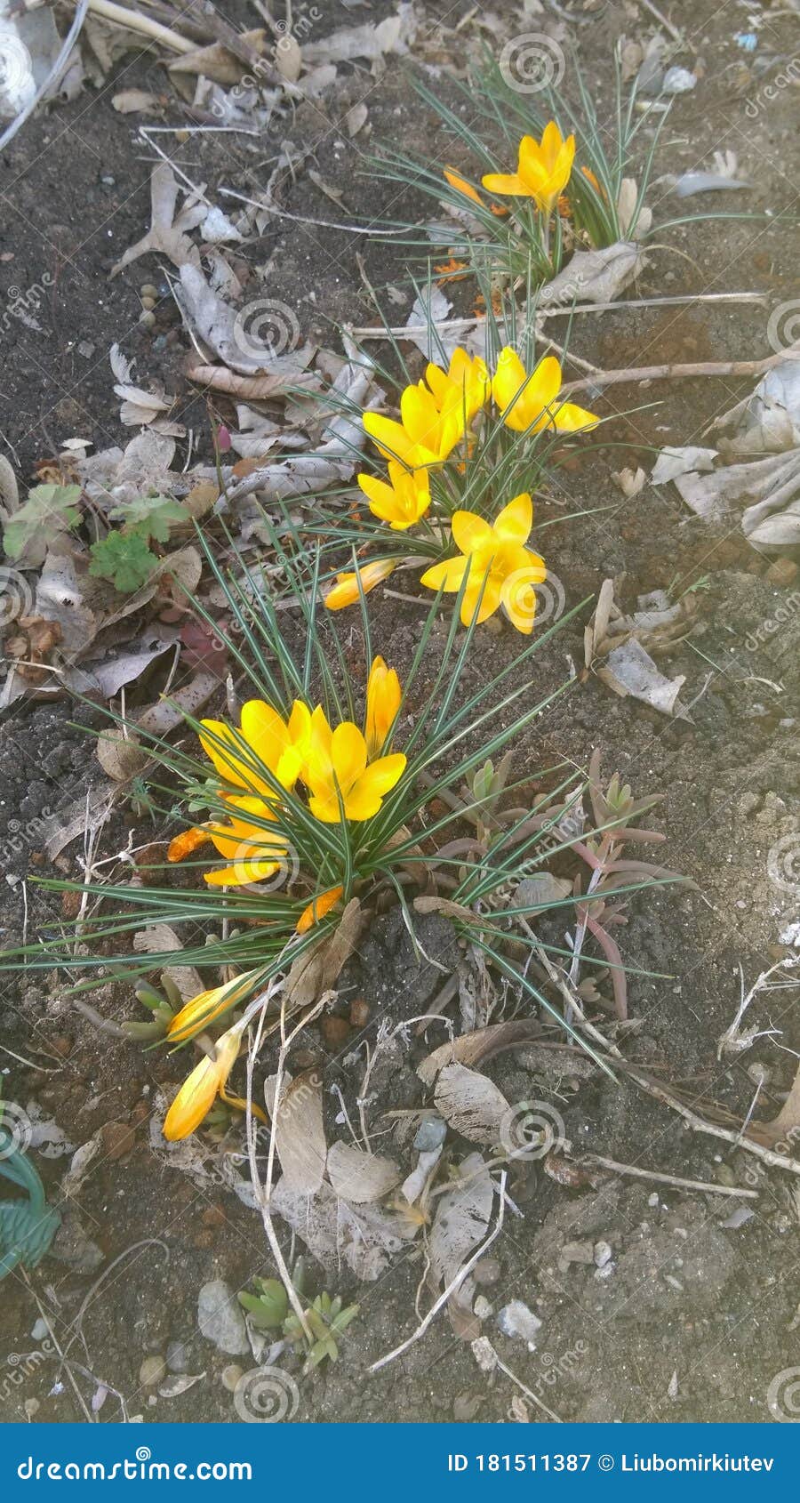 Fresh Spring Flowers and Plants in Garden Stock Image - Image of flora ...