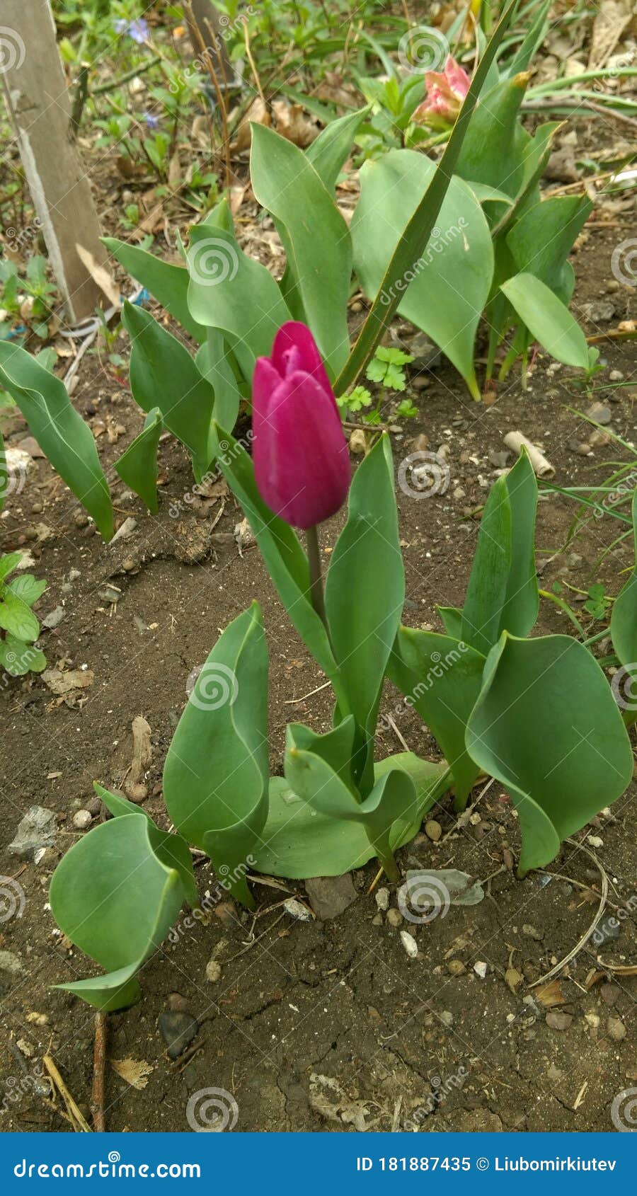 Fresh Spring Flowers and Plants in Garden Stock Image - Image of bloom ...