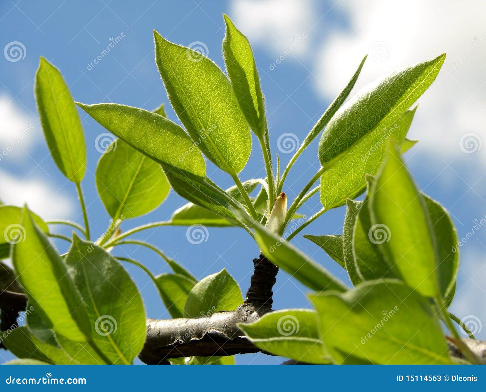 Fresh spring foliage stock image. Image of spring, leaf - 15114563