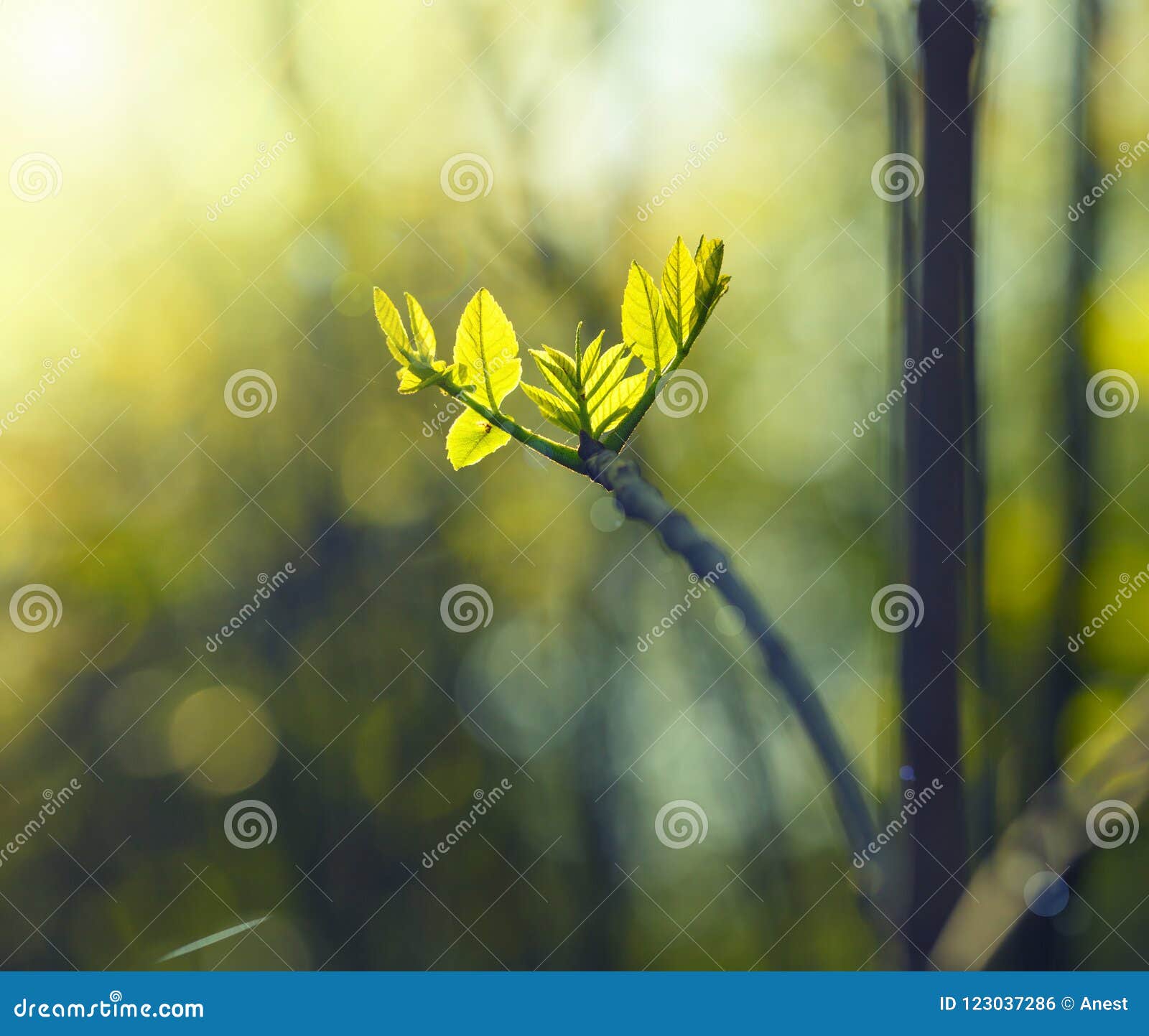 Fresh spring foliage stock photo. Image of branch, sprout - 123037286