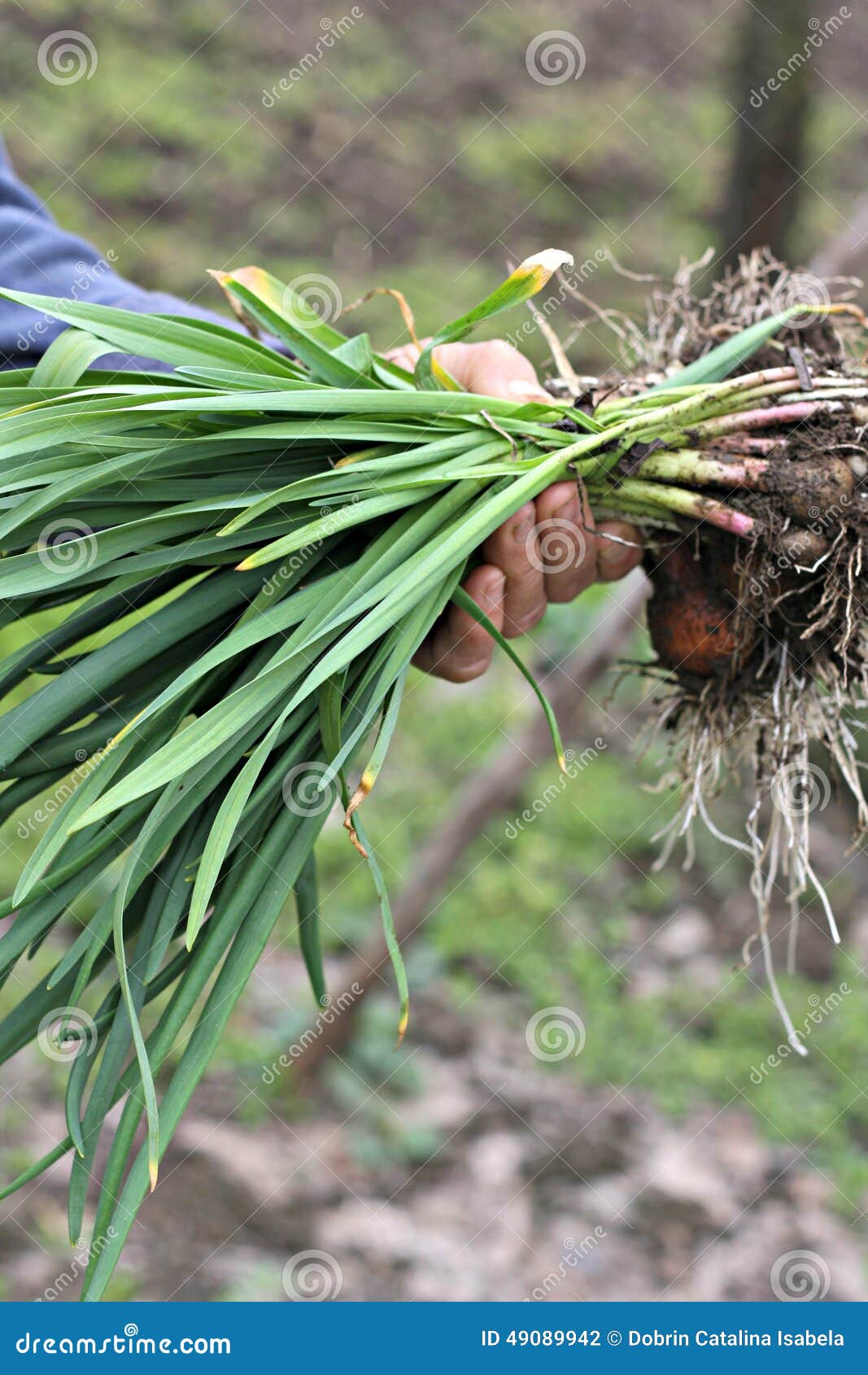 Fresh spring garlic stock photo. Image of kitchen, garlic - 49089942