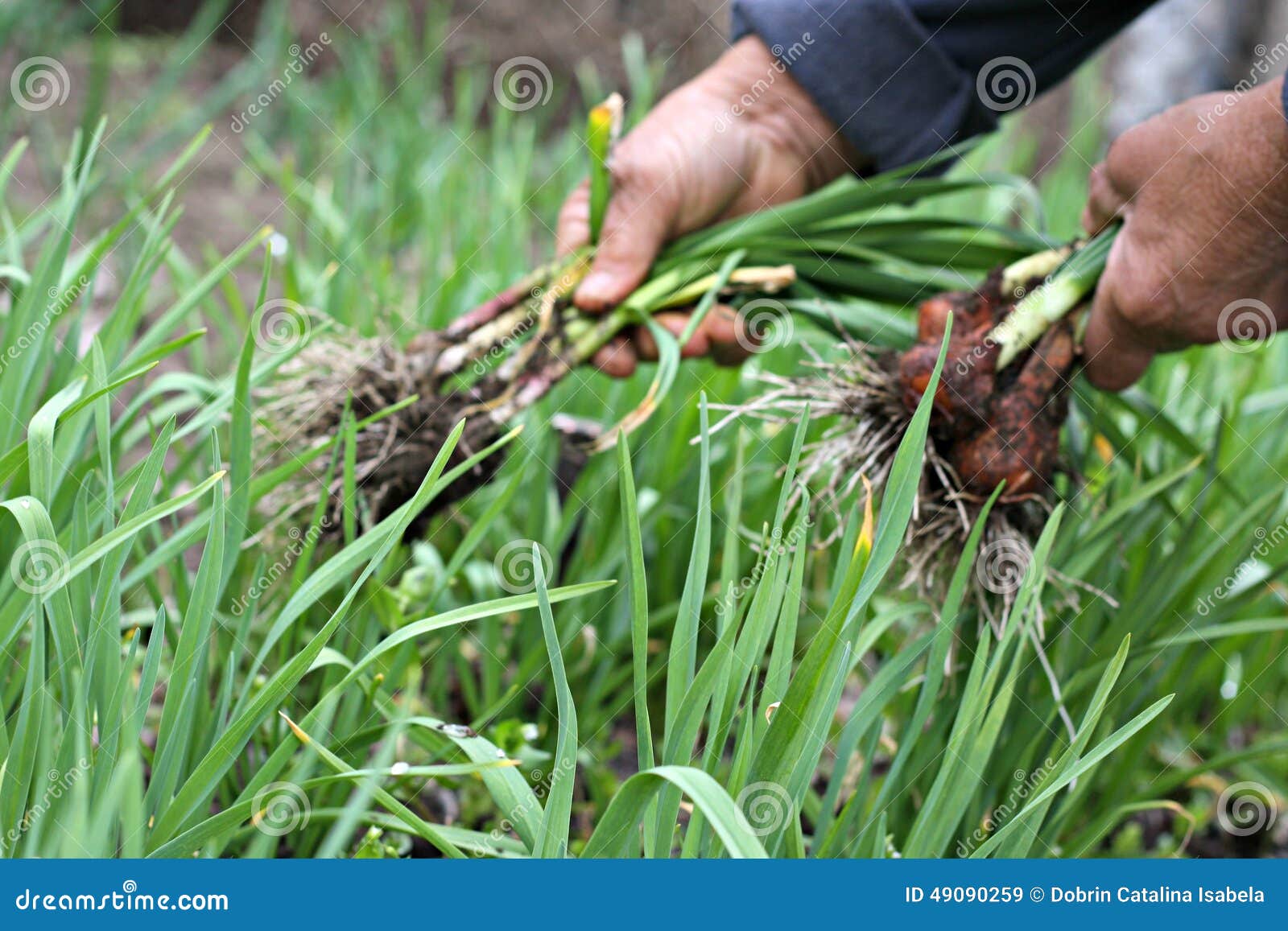 Fresh spring garlic stock image. Image of nature, freshness - 49090259