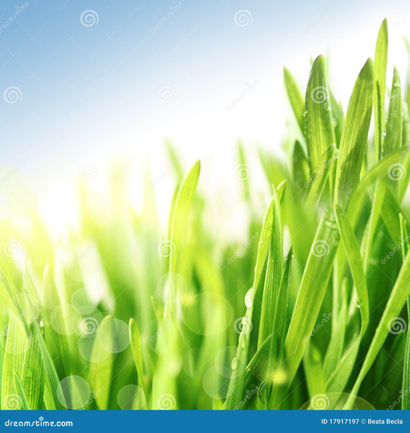Fresh spring grass stock image. Image of warm, grow, beautiful - 17917197