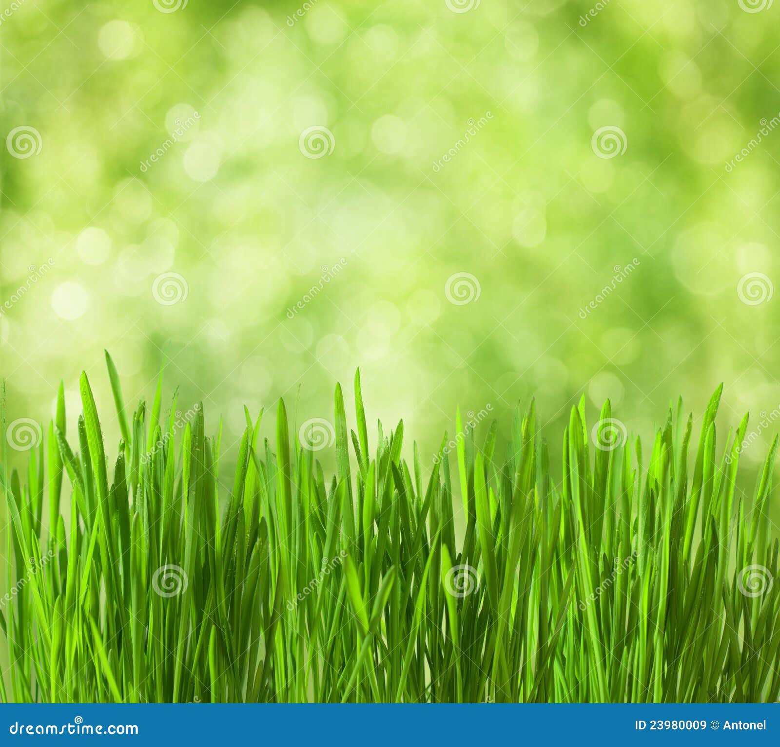 Fresh spring grass stock image. Image of defocused, harmony - 23980009