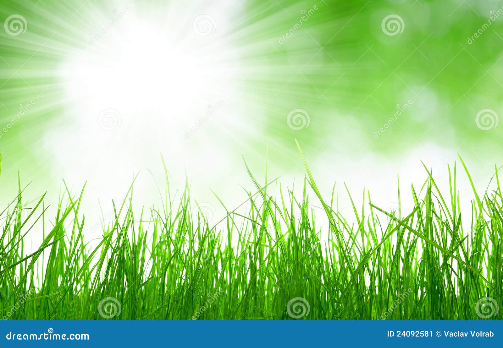 Fresh spring grass stock image. Image of growth, organic - 24092581
