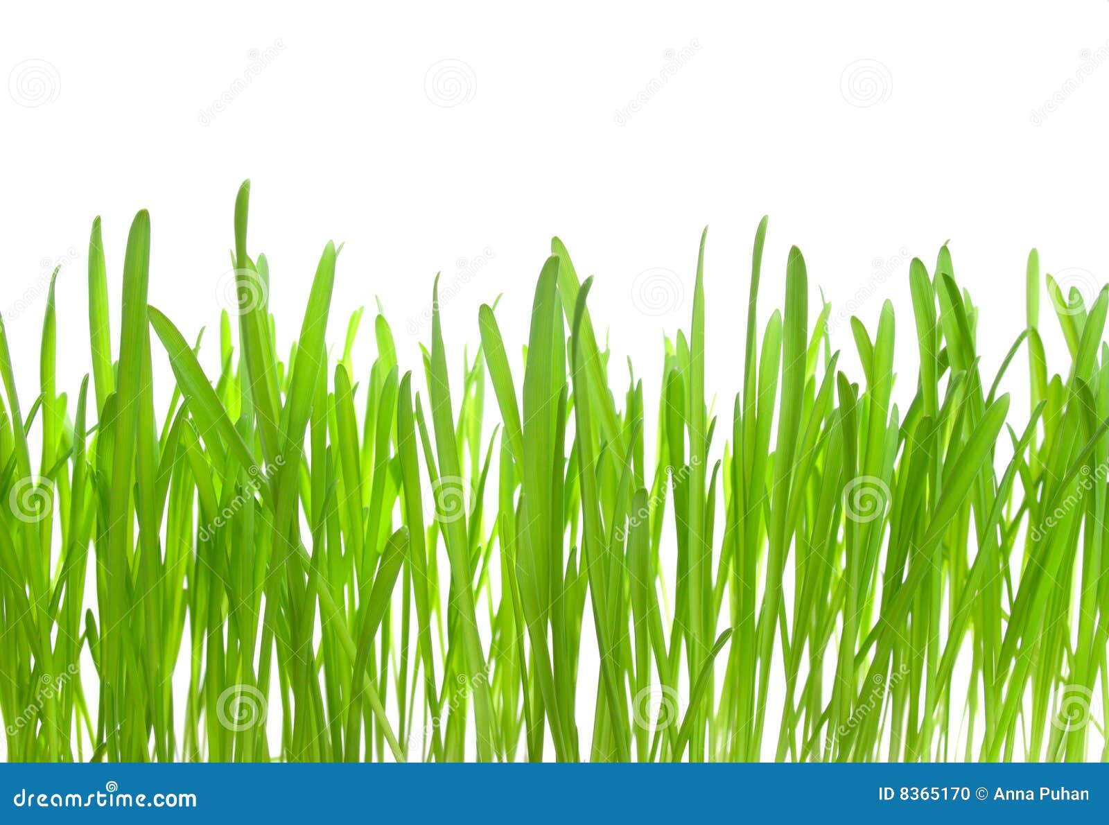 Fresh spring grass stock photo. Image of lawn, vert, cultivated - 8365170