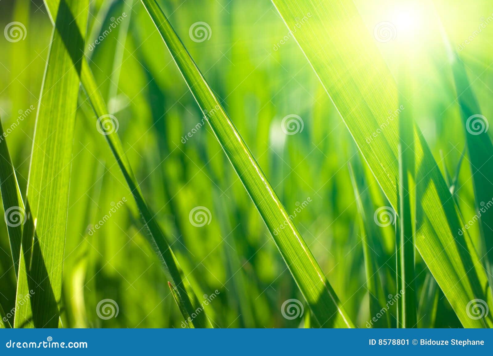 Fresh spring grass stock image. Image of photosynthesis - 8578801