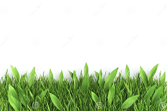 Fresh Spring Grass Border on White Background Stock Illustration ...