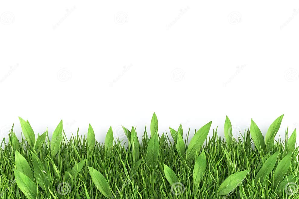 Fresh Spring Grass Border on White Background Stock Illustration ...