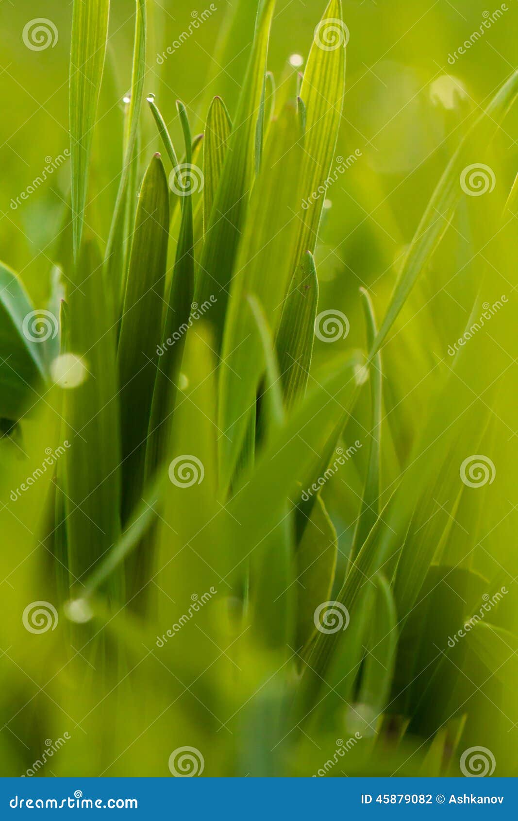 Fresh Spring Grass stock photo. Image of close, field - 45879082