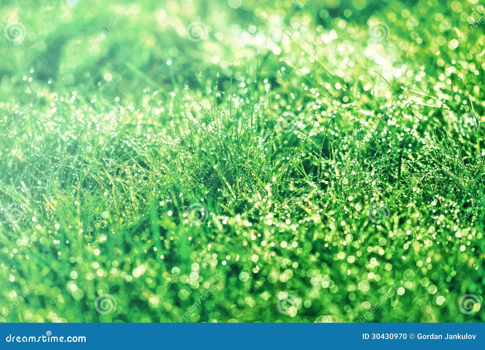 Fresh Spring Grass Covered with Dew Stock Photo - Image of freshness ...