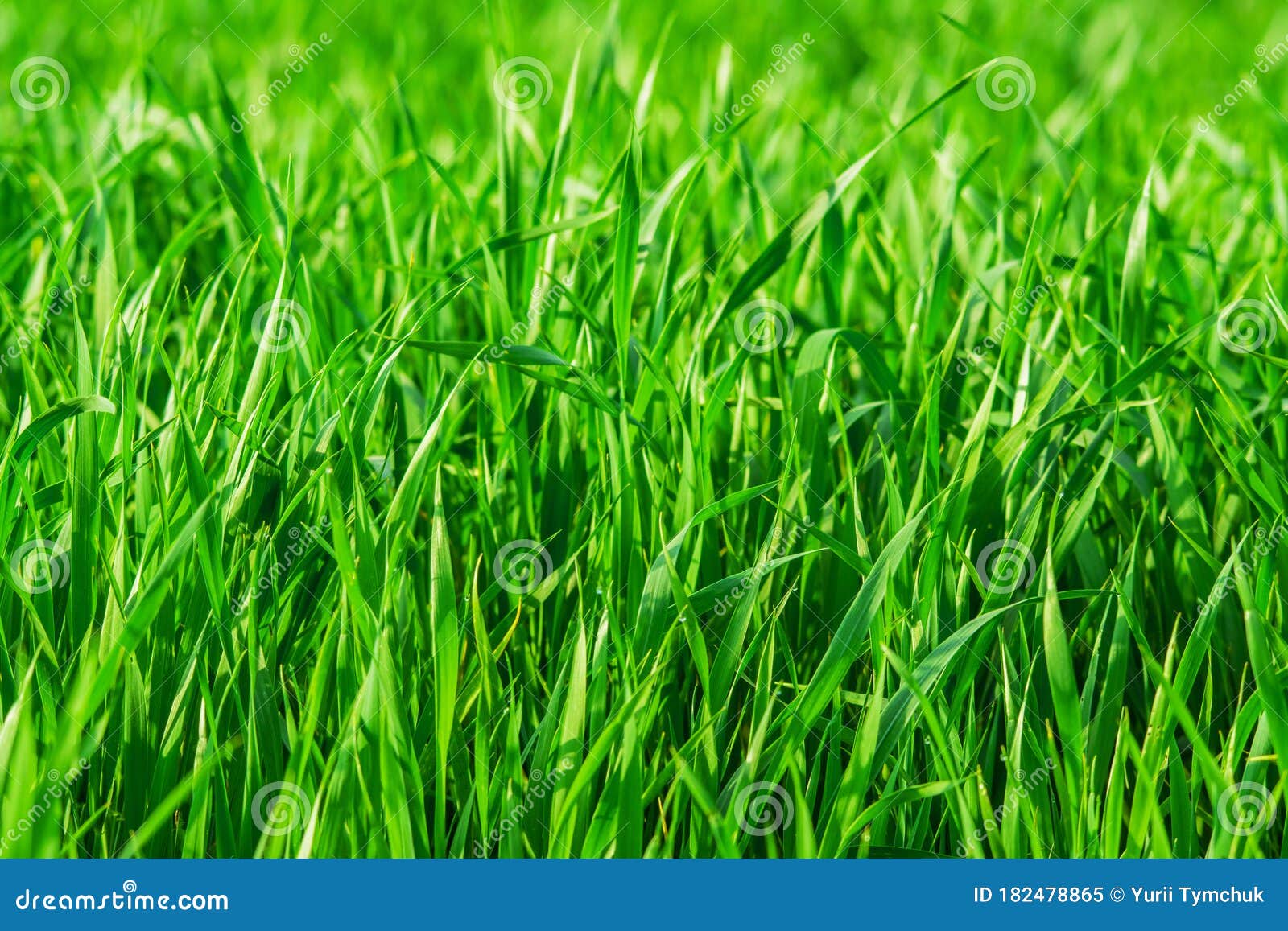 Fresh Spring Grass on the Field - Backdrop Stock Image - Image of leaf ...