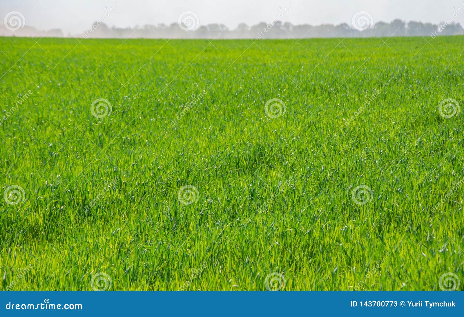 Fresh Spring Grass on the Field - Background Stock Image - Image of ...