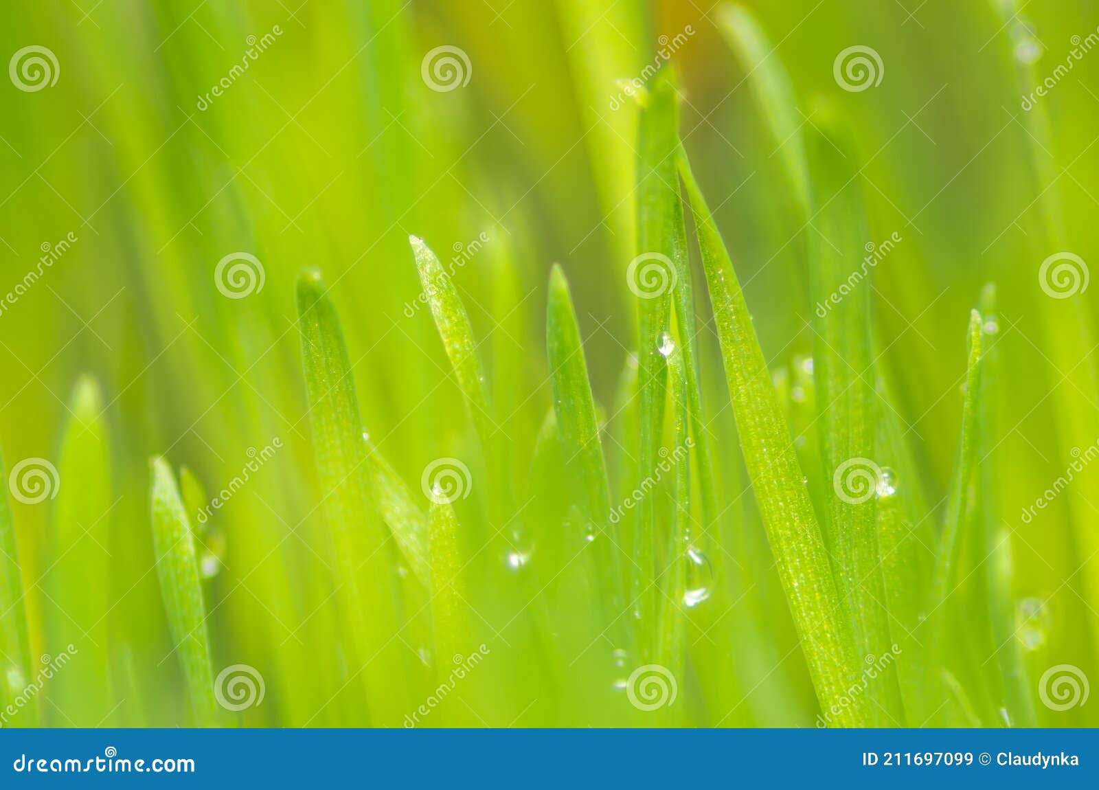 Fresh spring grass stock image. Image of glade, blade - 211697099