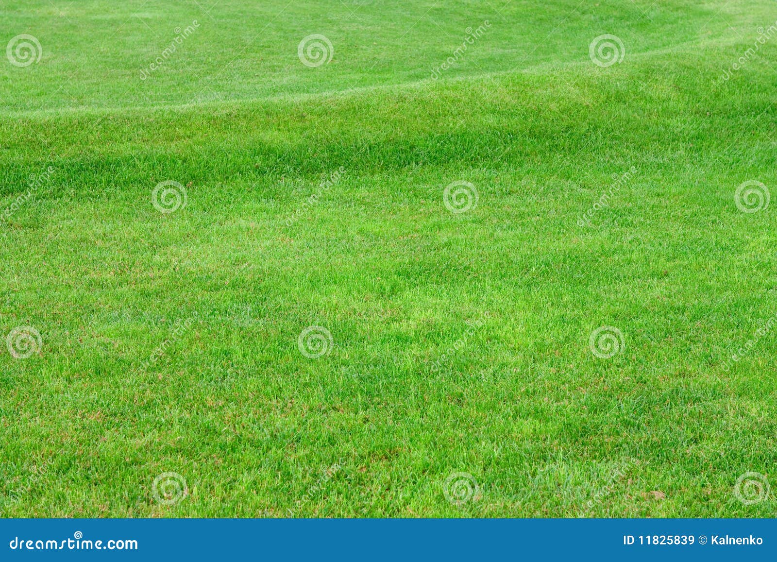 Fresh spring green grass stock image. Image of color - 11825839