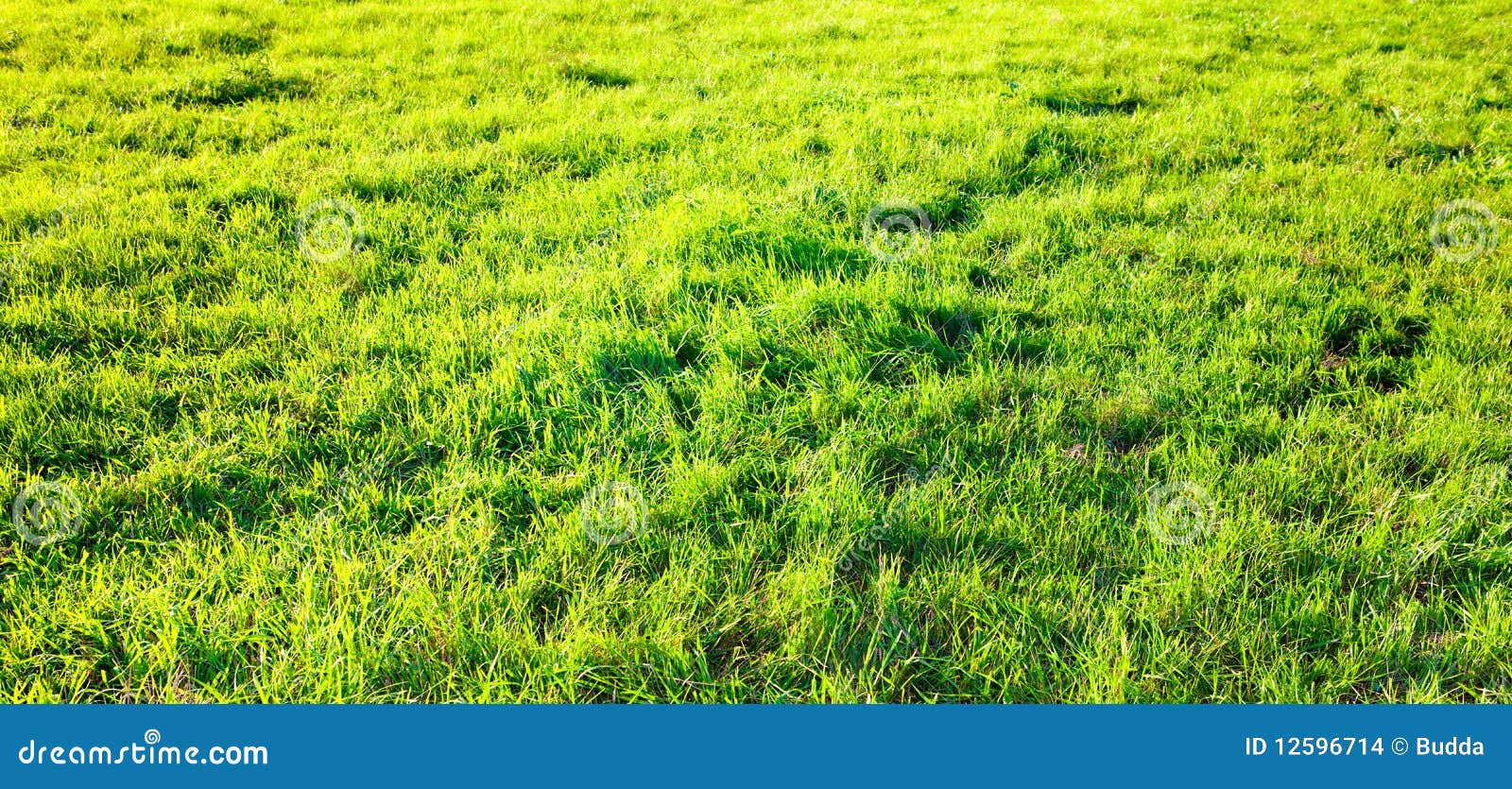 Fresh spring green grass stock photo. Image of grass - 12596714