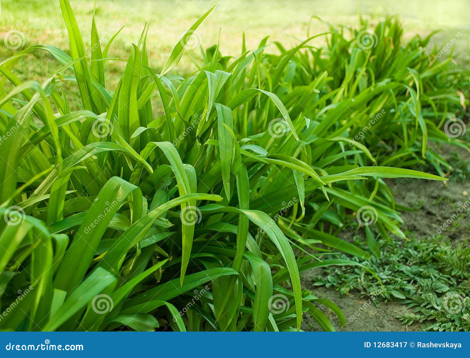 Fresh spring green grass stock image. Image of ecology - 12683417