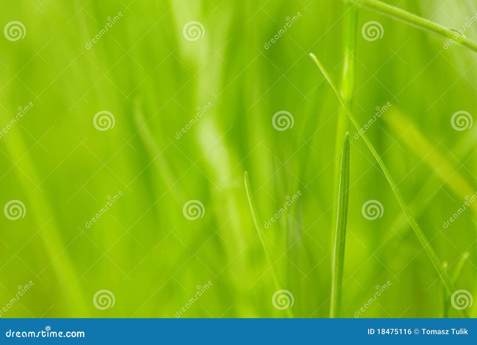 Fresh spring green grass stock photo. Image of color - 18475116
