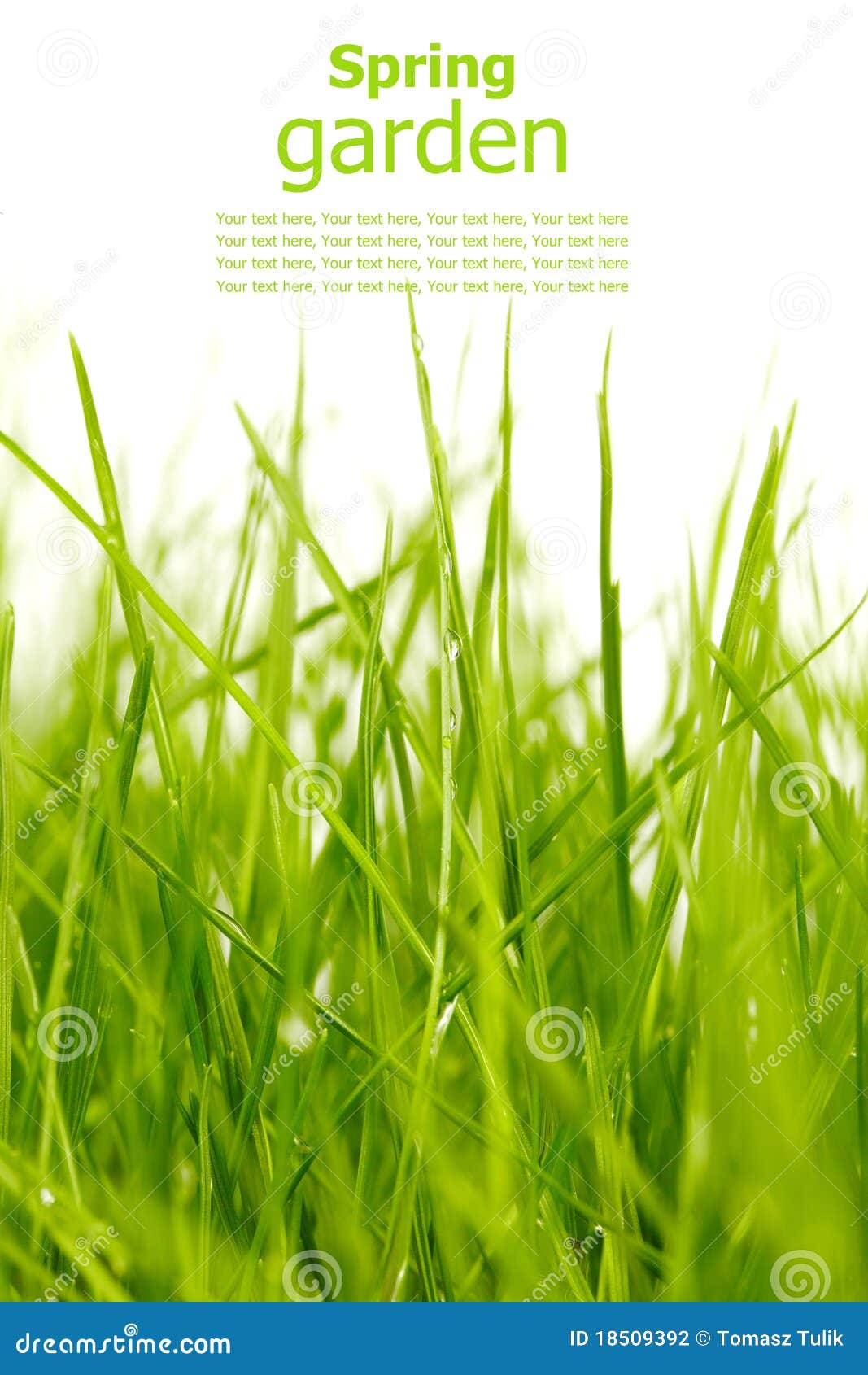 Fresh spring green grass stock photo. Image of close - 18509392