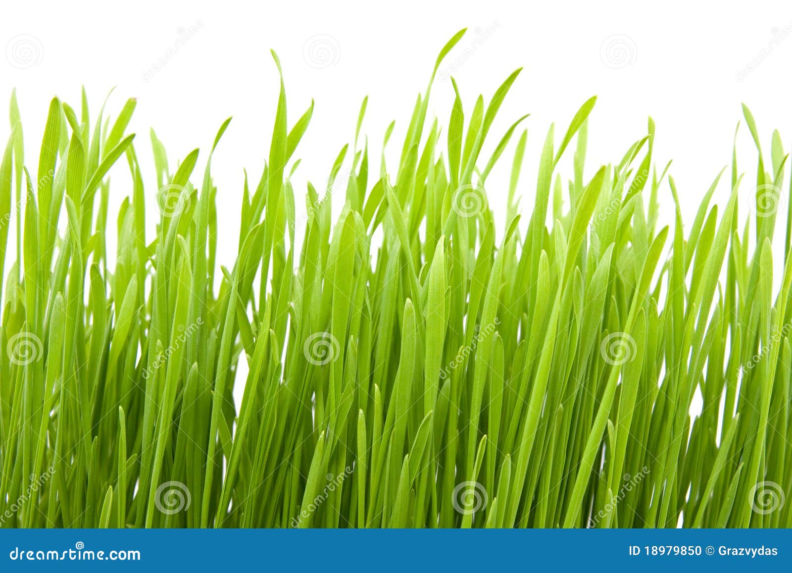 Fresh spring green grass stock photo. Image of abstract - 18979850