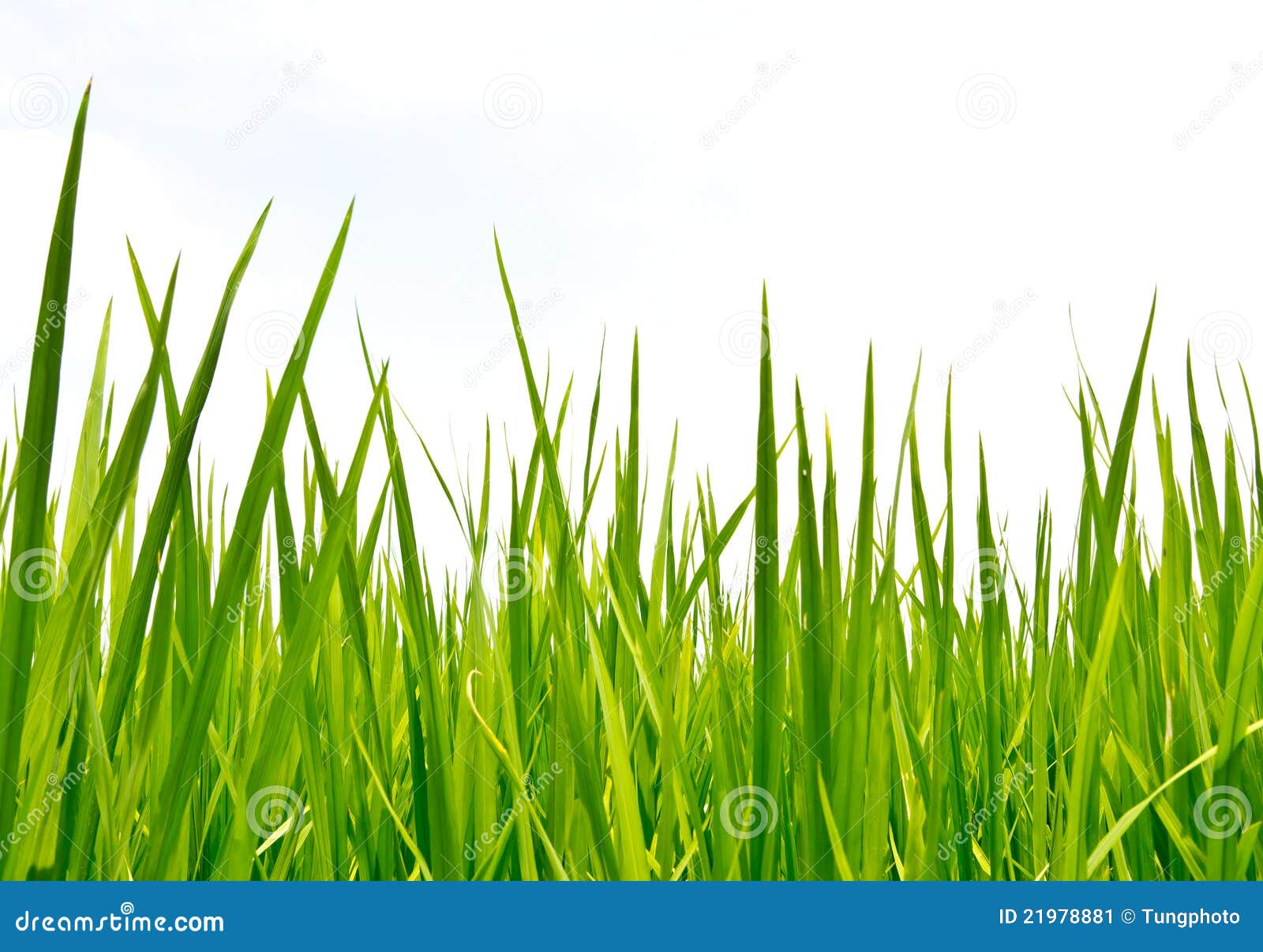 Fresh spring green grass stock image. Image of field - 21978881