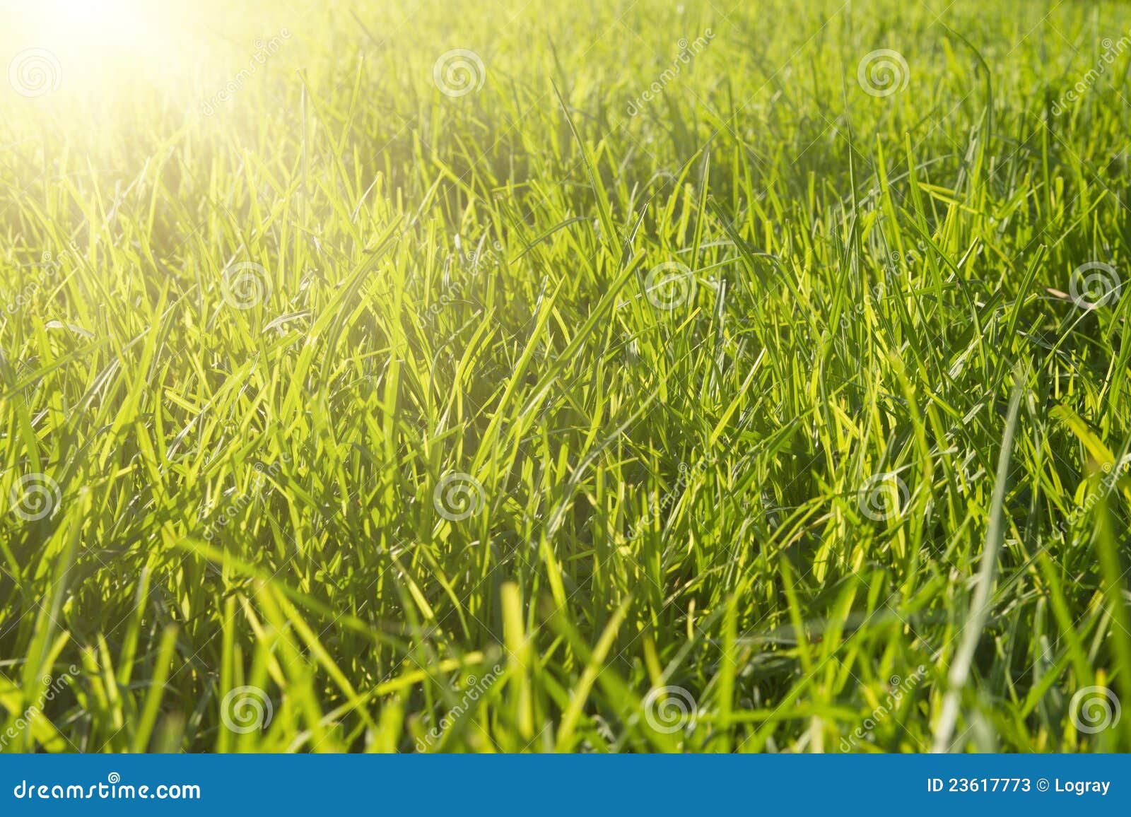 Fresh spring green grass stock image. Image of colorful - 23617773
