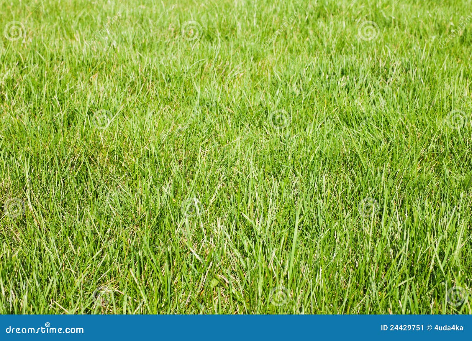 Fresh-spring-green-grass stock image. Image of herb, frame - 24429751