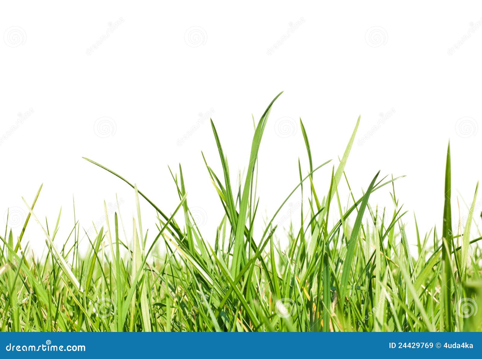 Fresh-spring-green-grass stock image. Image of meadow - 24429769