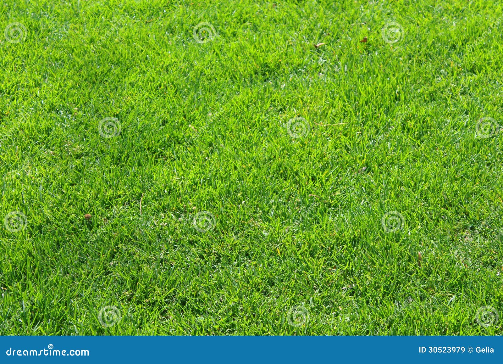 Fresh spring green grass stock image. Image of grass - 30523979