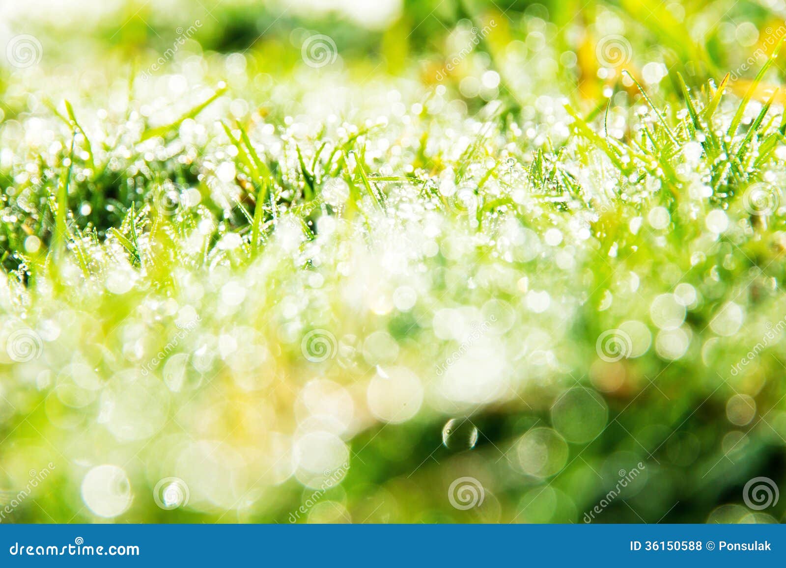 Fresh spring green grass stock photo. Image of rain, growth - 36150588