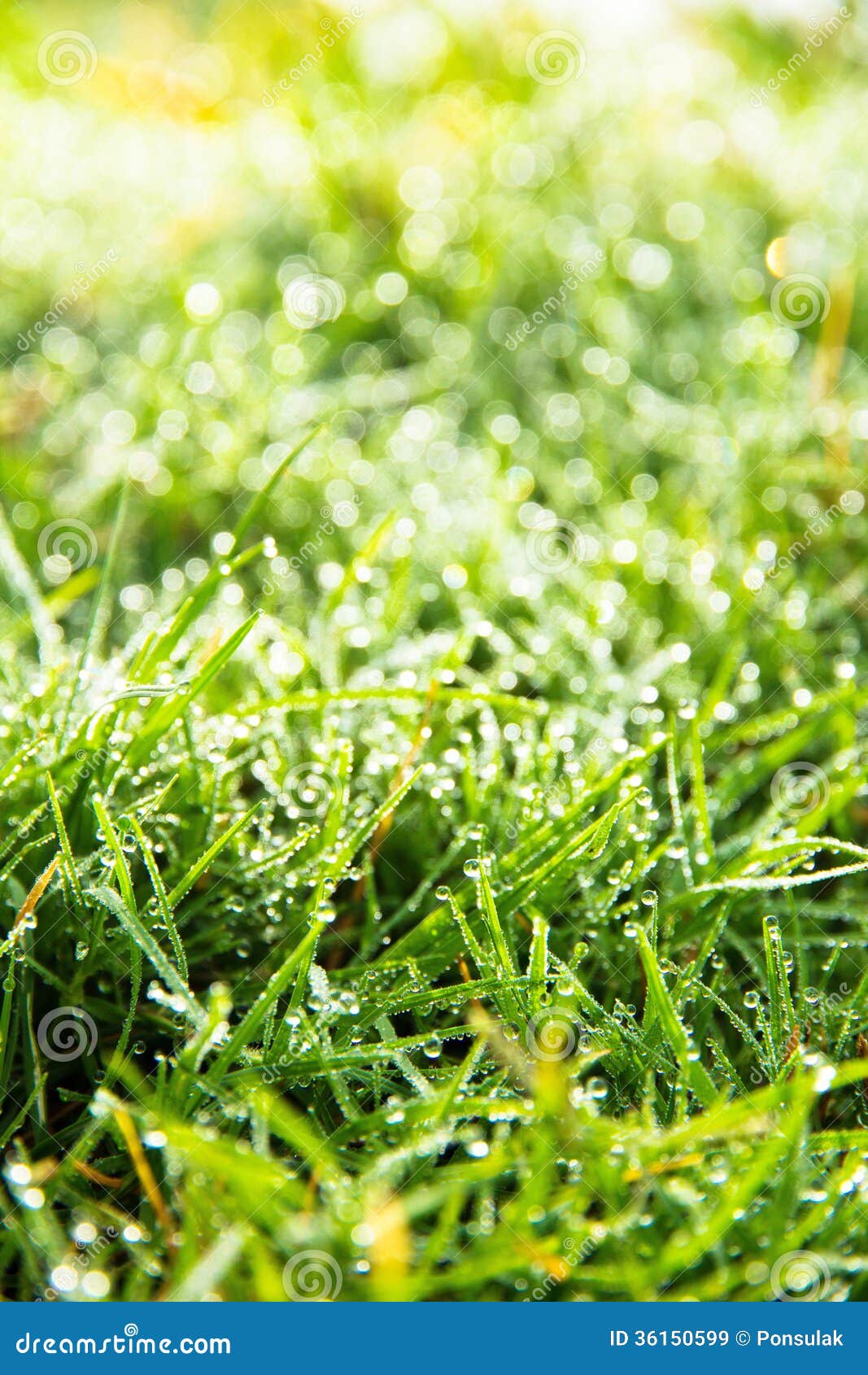 Fresh spring green grass stock image. Image of environmental - 36150599