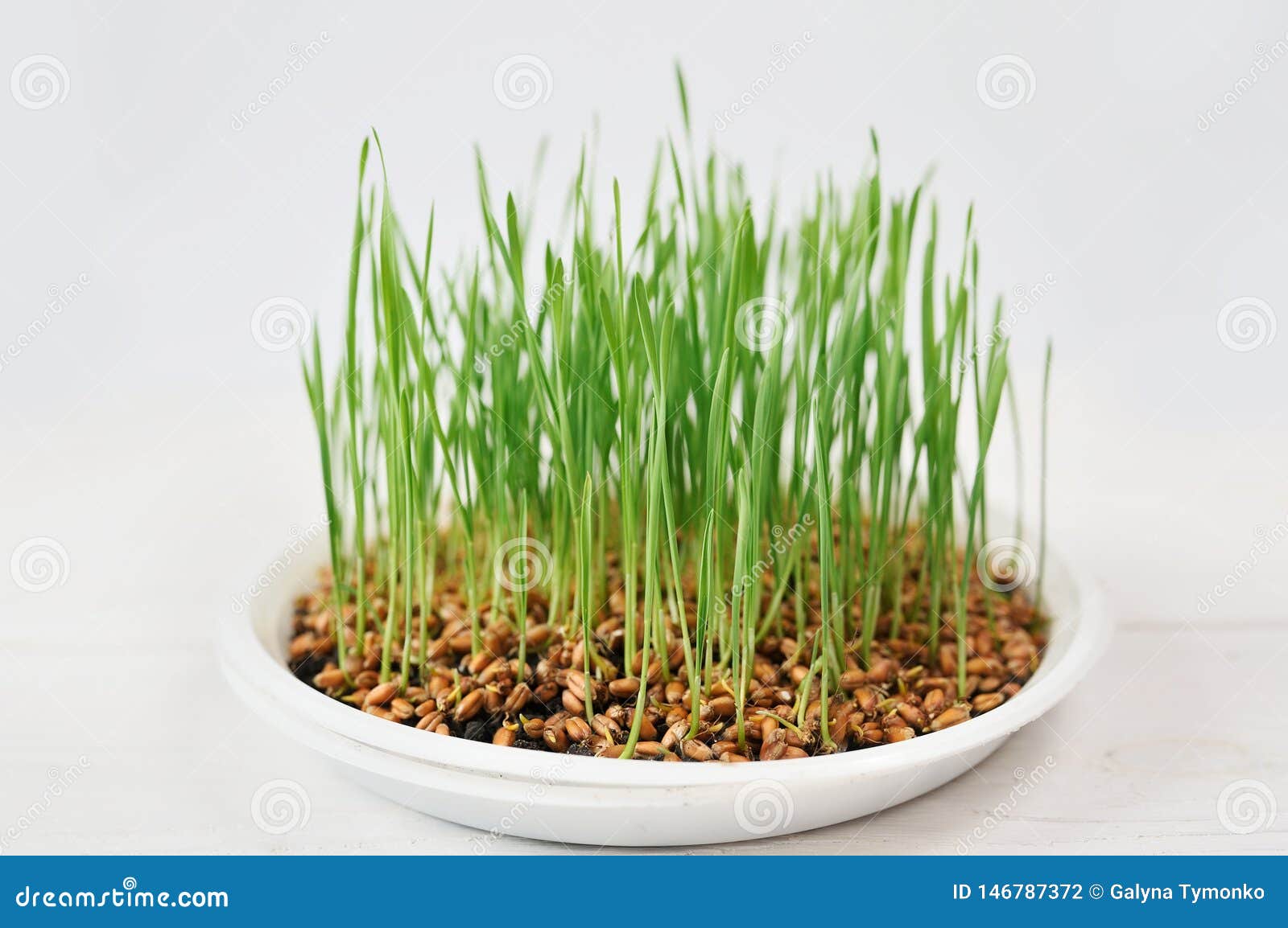 Fresh Spring Green Grass with Drops of Dew, Germination of Wheat ...