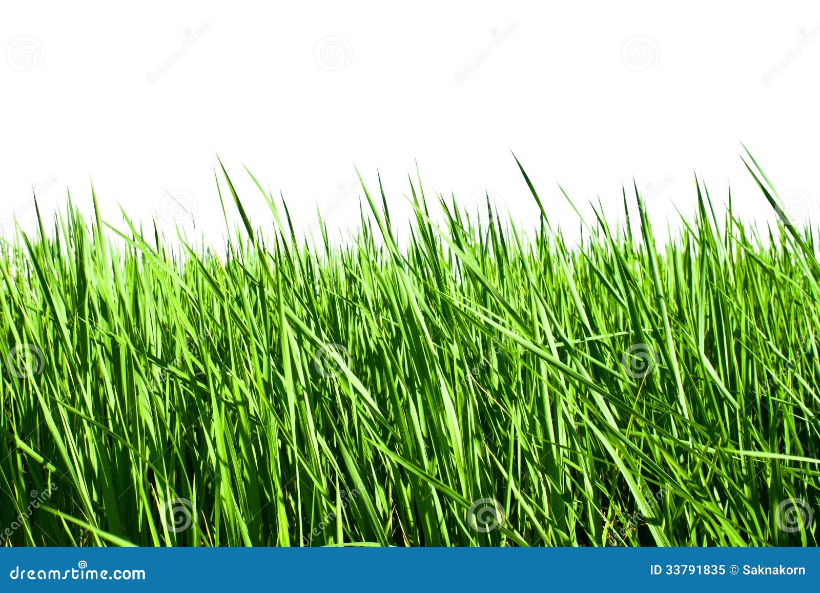 Fresh spring green grass stock image. Image of gardening - 33791835