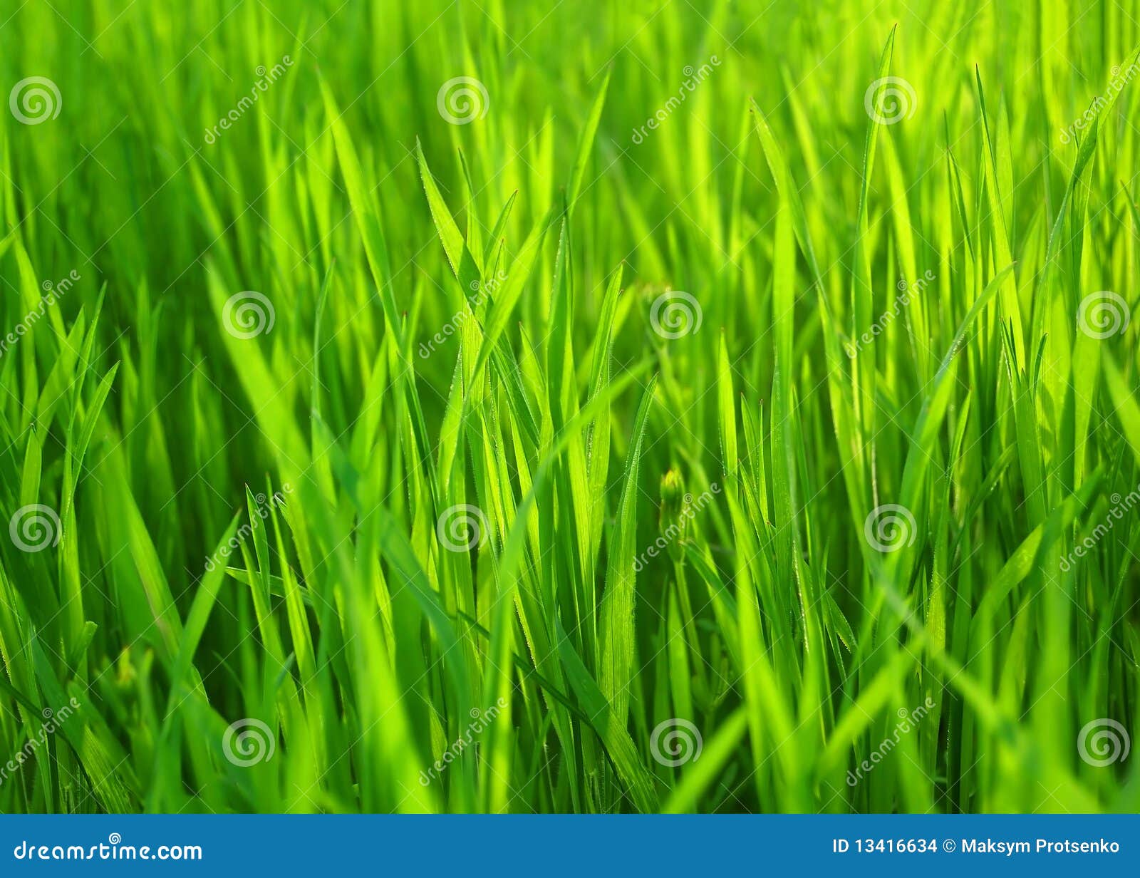 Fresh Spring Green Grass. Natural Grass Background Stock Photo - Image ...