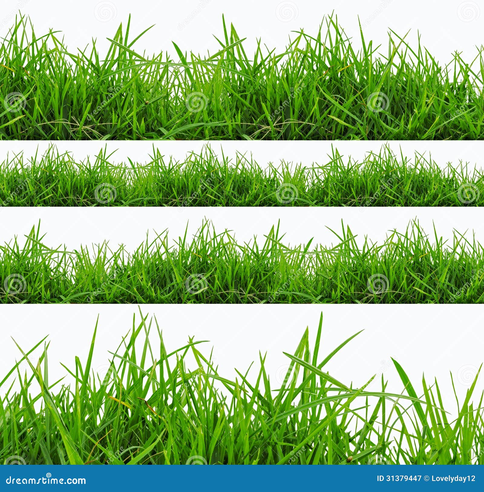 Fresh Spring Green Grass Panorama Isolated on White Background. Stock ...
