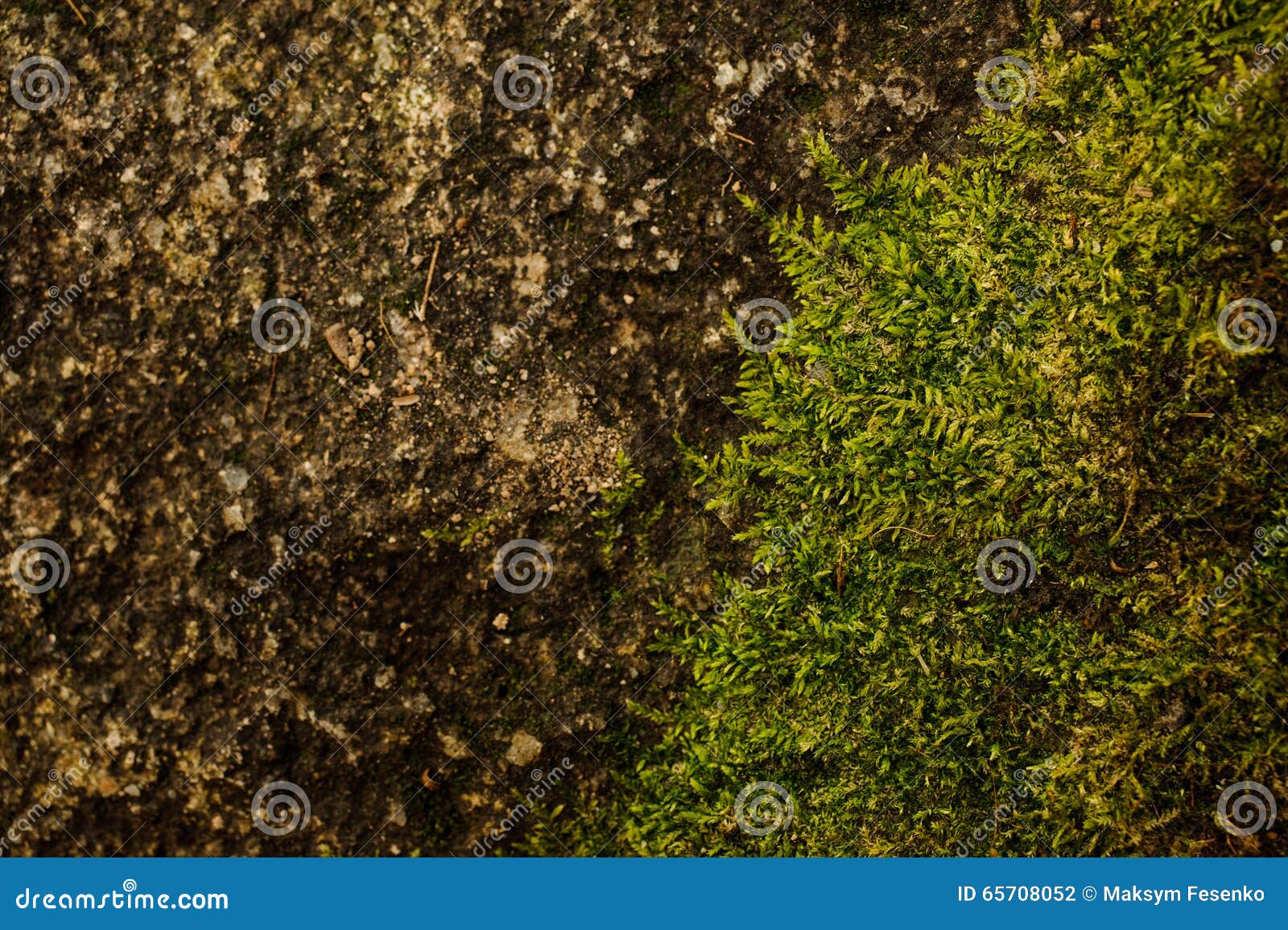 Fresh Spring Green Grass with Rock Texture Stock Photo - Image of fresh ...