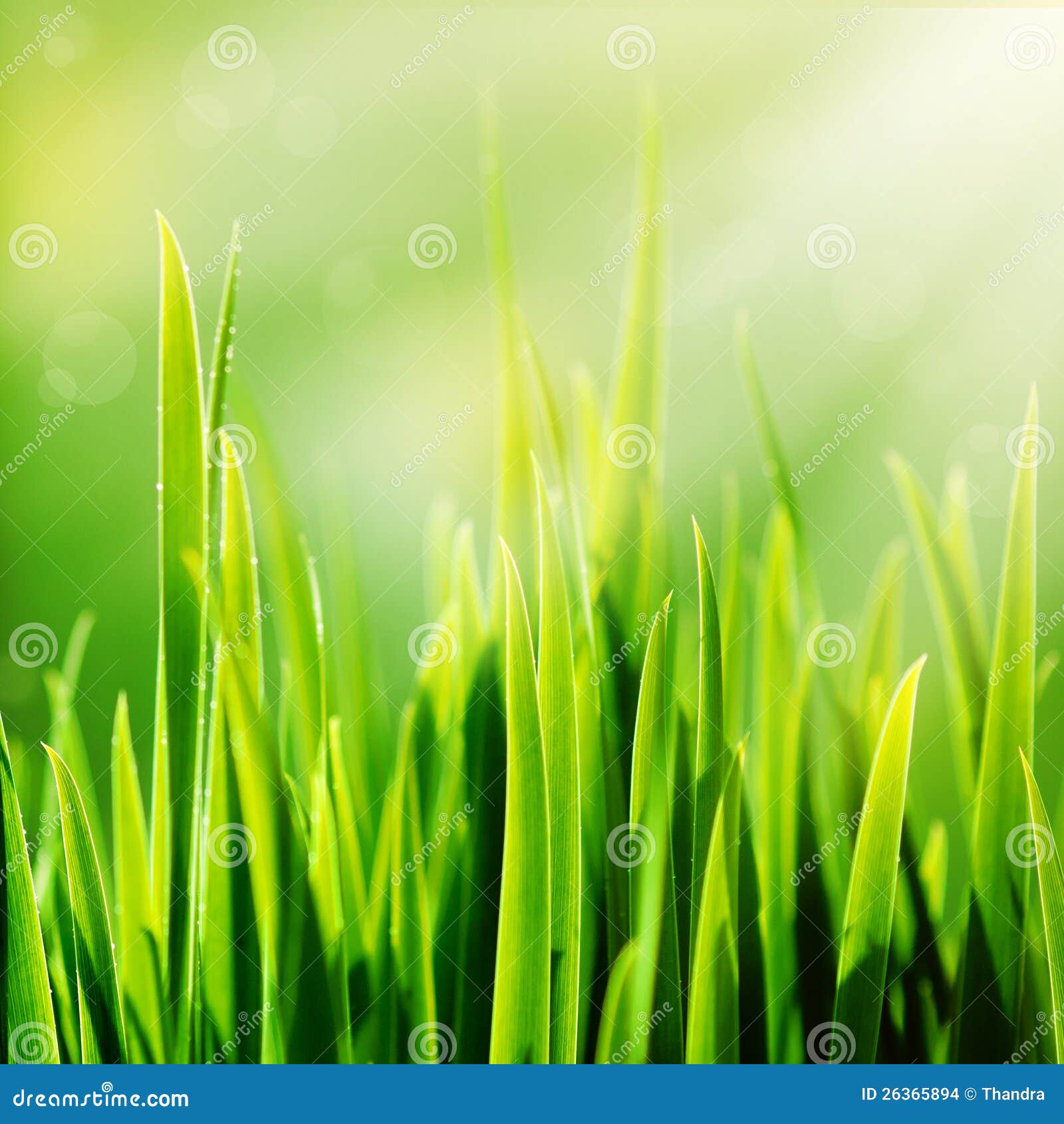 Fresh Spring Green Grass and Sun Stock Photo - Image of macro, grow ...