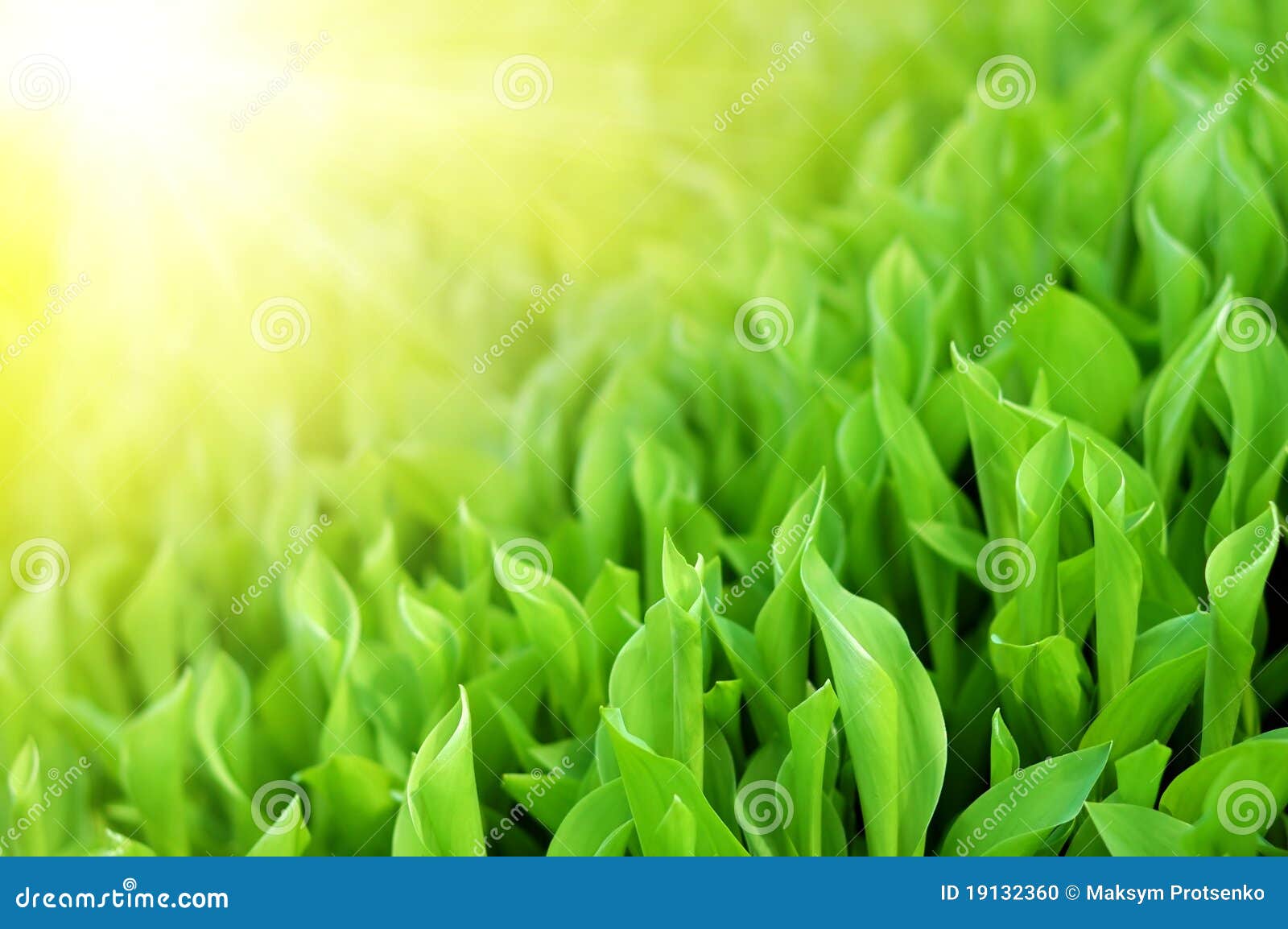 Fresh Spring Green Grass in Sunlight Stock Photo - Image of garden ...