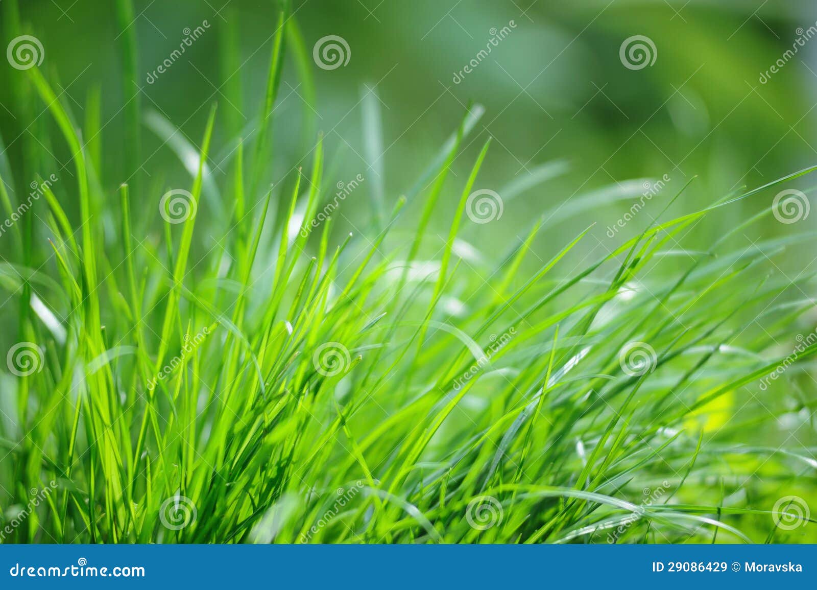Fresh Spring Green Grass in Sunlight Stock Image - Image of garden ...