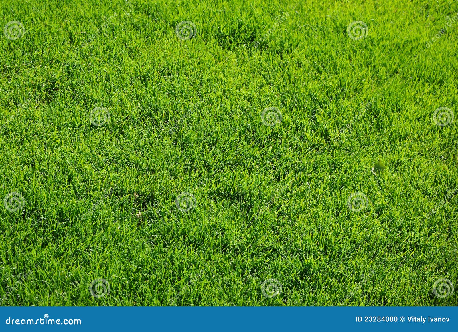 Fresh Spring Green Grass Texture Stock Photo - Image of conservation ...