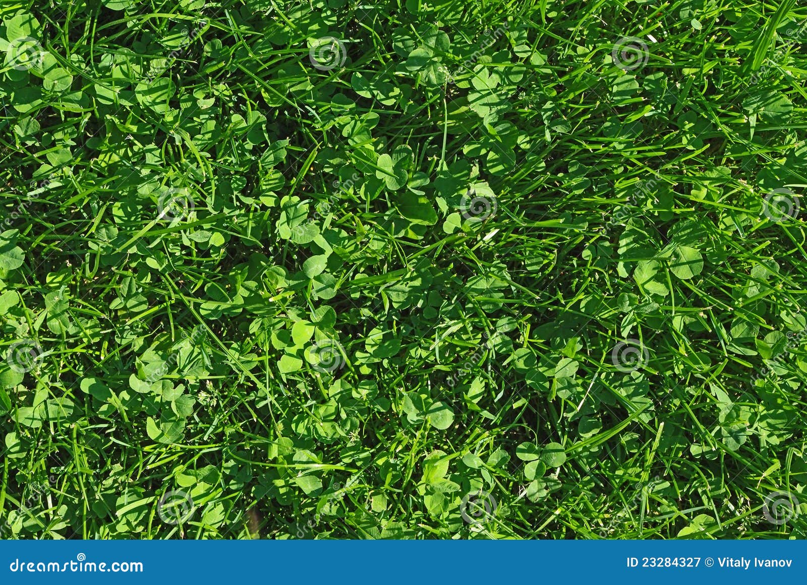 Fresh Spring Green Grass Texture Stock Image - Image of nature, close ...