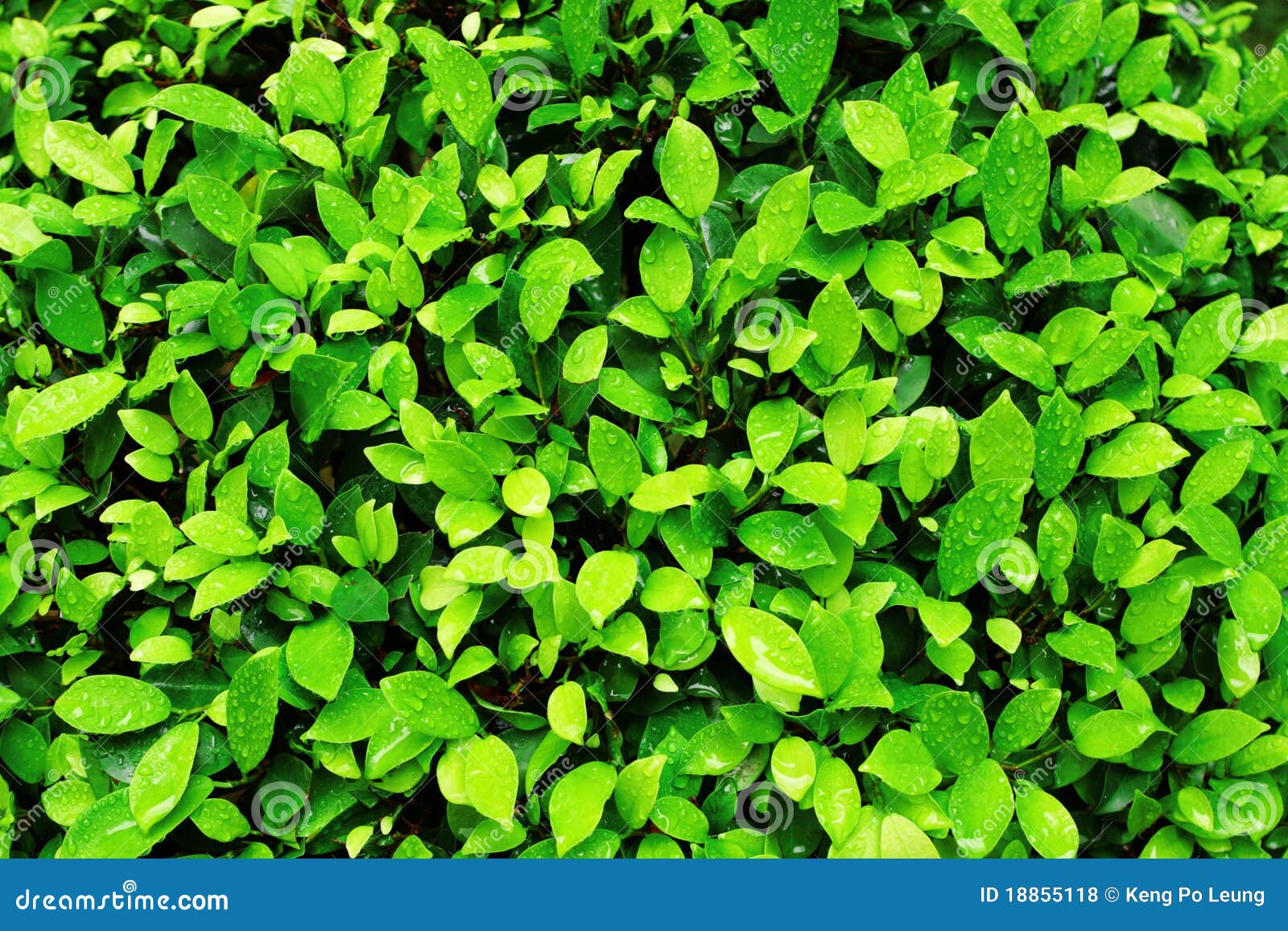 Fresh spring green leaf stock photo. Image of field, herb - 18855118