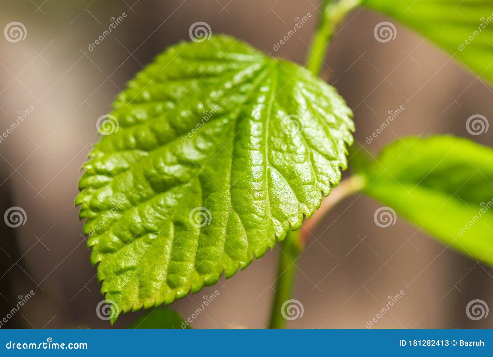 Fresh spring green leaf stock image. Image of macro - 181282413