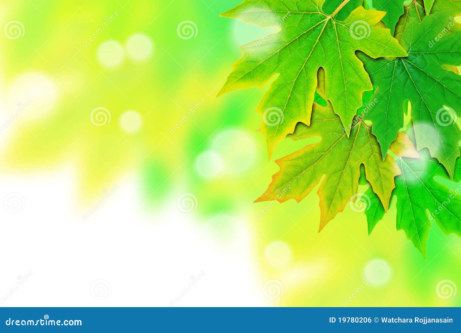 Fresh Spring Green Leaves Border Stock Photo - Image of orange, border ...