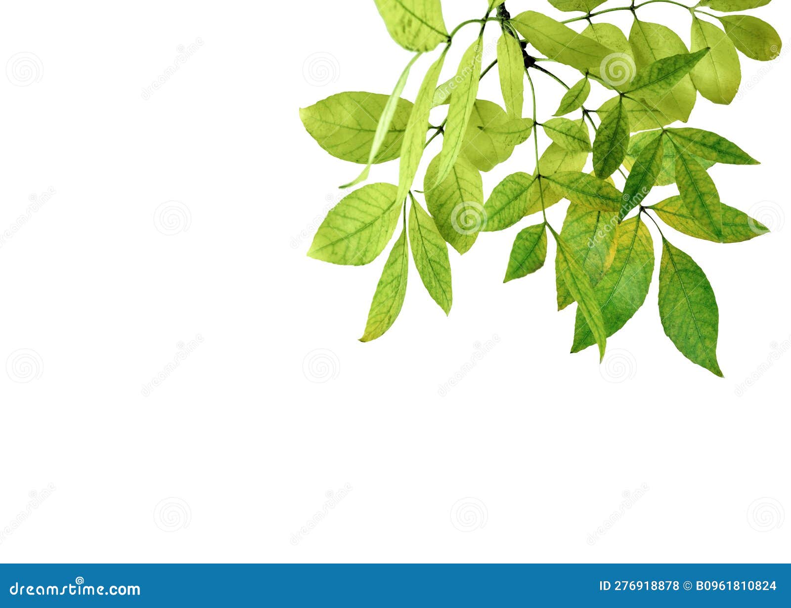 Fresh Spring Green Leaves Border on White Background. Isolated without ...