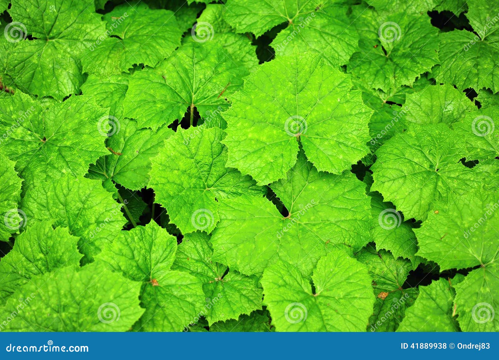 Fresh spring green leaves stock photo. Image of drops - 41889938